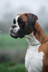 Dekberichten/Beschikbare Pups – Nederlandse Boxer Club