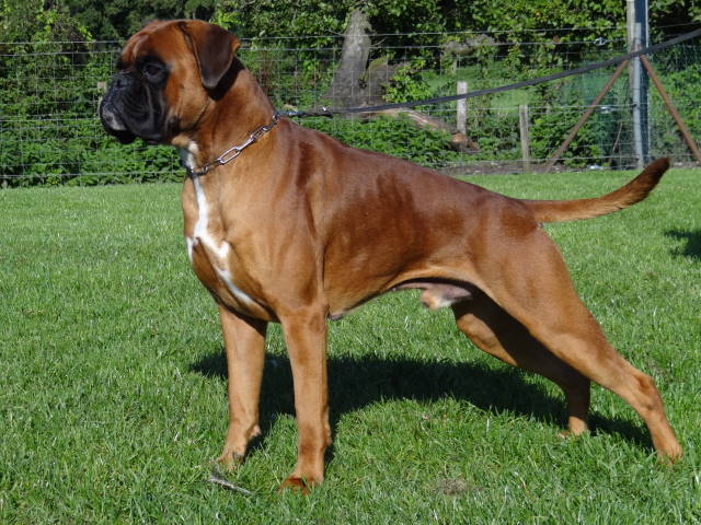 Dekreuen – Nederlandse Boxer Club